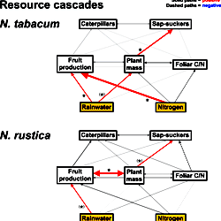 Path diagrams for the resource cascade multi-group structural equation ...