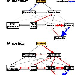 Path diagrams for the consumer cascade multi-group SEM analysis.