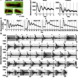 Persistent cell-autonomous oscillators in the bone.