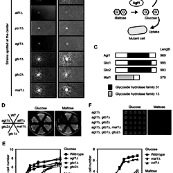 Agl1 is responsible for efficient maltose utilization.
