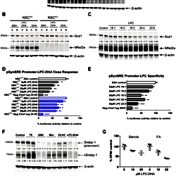 LPC-DHA inhibits Srebp activity and de novo lipogenesis and Mfsd2a is ...