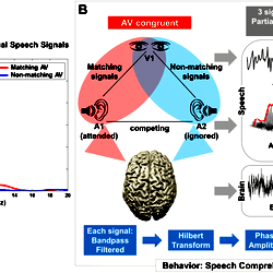 MI between auditory and visual speech signals.