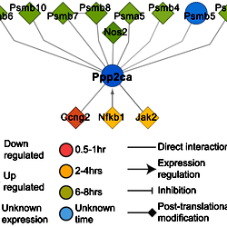 Ppp2ca and its potential role in immunoproteasome regulation.