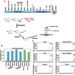 RNase R-sequencing across EBV latency types and reactivation.