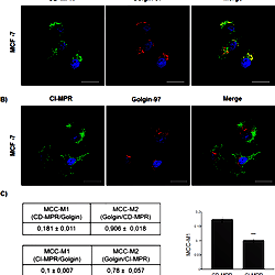 CD-MPR and CI-MPR co-localization analysis in the MCF-7 tumorigenic ...
