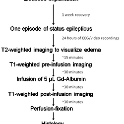 Experimental protocol flow chart.