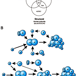 Redefining the core of eIF3 and proposed models for assembly.
