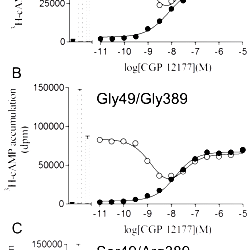Demonstration of two agonist conformations of the wildtype β1 ...