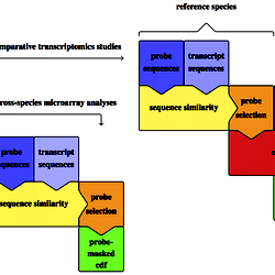 The two possible workflows of the 1mm approach.