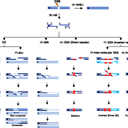 DSB repair pathways.
