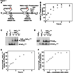 The sequence motifs of KaiC and KaiB-KaiC complex formation.