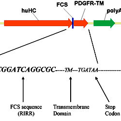 FCS diagram.