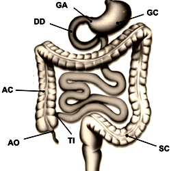 Schematic overview of biopsy regions including gastric corpus (GC ...