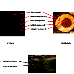 The pictures of a black walnut stem and the pith parenchyma.