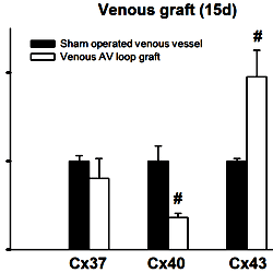 Cxs mRNA expression in venous AV loop grafts after 15 days of ...
