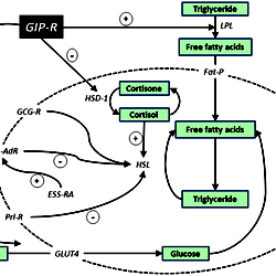 Simplified schematic depicting possible role of GIP-R and other key ...