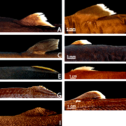 Dorsal fins of species of Dalatiidae.
