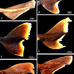 Caudal fins of species of Dalatiidae.