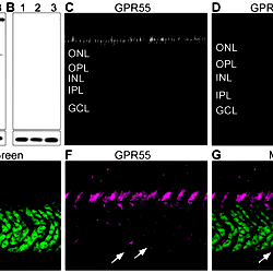 Characterization of GPR55 antibody in the vervet monkey.