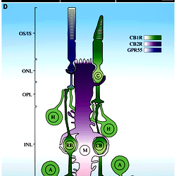Confocal immunofluorescence images and a schematic illustration ...