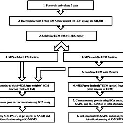 Flow chart of ECM preparation, solubilization and analysis.