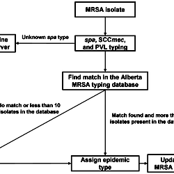 A MRSA genotyping algorithm using spa, SCCmec, and PVL typing.