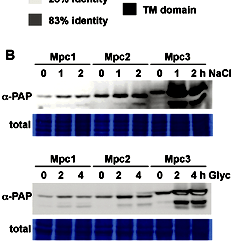Mpc3 is a highly regulated member of the yeast MPC gene family.