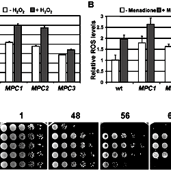 The function of Mpc proteins in ROS balance and survival in stationary ...