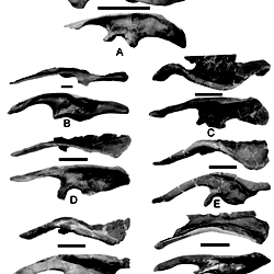 Examples of iliac modification in a variety of non-thyreophoran, non ...