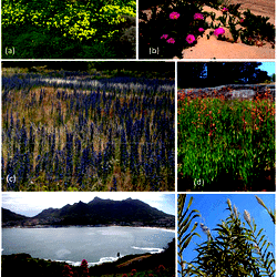 Examples of naturalized alien herbs and geophytes in the five ...