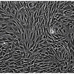 The morphology observation of MSCs under the optical microscopy.