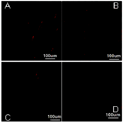 Distribution of MSCs in four groups under the laser scanning confocal ...