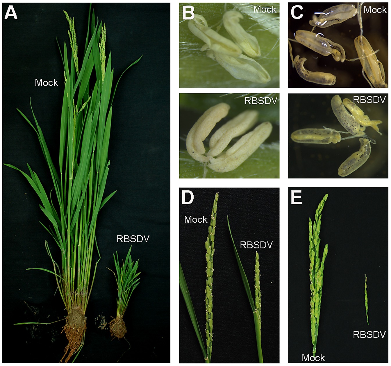 BLACK STREAKED DWARF DISEASE, RICE - INDIA: ETIOLOGY
