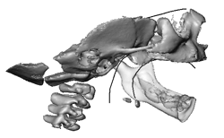 Short Faces, Big Tongues: Developmental Origin of the Human Chin