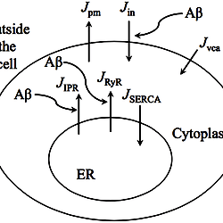 Two pool model diagram.