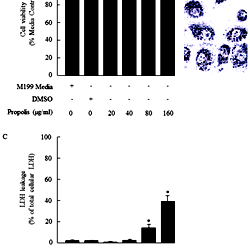 Cell viability assays.