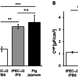 PS elevates active ion transport and membrane capacitance of IPEC-J2.