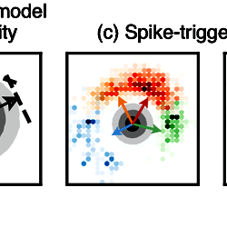 Stimulus selectivity in LN and LN-LN models.