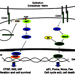 CD43 signaling cooperates with oncogenic signals to promote cell ...