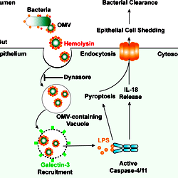 Model for bacterial hemolysin in regulating noncanonical inflammasome ...