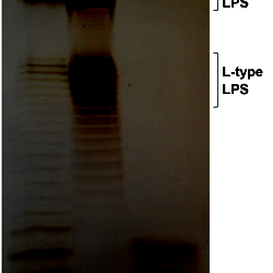 LPS structure analysis from purified LPS fractions from E. coli P4.