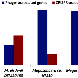 Distribution of CRISPRs and phage-associated genes in the genomes of ...