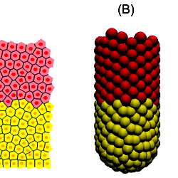 Simulation snapshots for each crypt model at steady state.