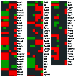 Gene heatmap comparing differentially expressed genes in the categories ...