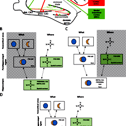 Schematic representation of the “spatial” (green) and the “non-spatial ...