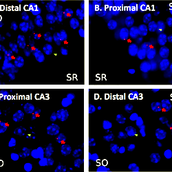 Examples of Arc labeling in CA1 and CA3.