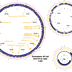 Single nucleotide variants on E. coli O157:H7 genome.