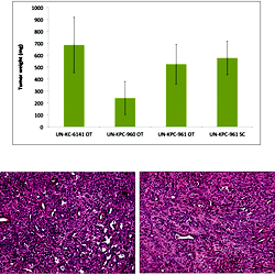 Tumorigenicity of KC and KPC cell lines.