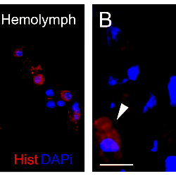 Circulating hemocytes and PCT cells are labeled for histamine.