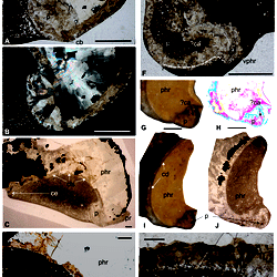 Thin section of compressed and fragmentary protoconch (A) of specimen ...